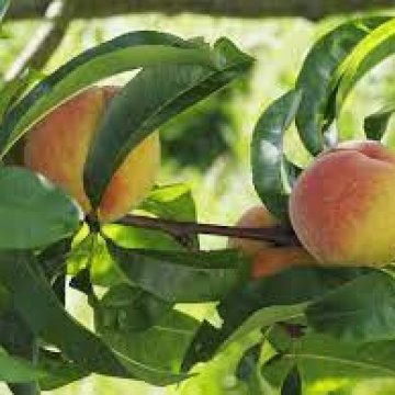 Potassium Phosphite Fertilizer: Systemic Fungicide & Plant Disease ...