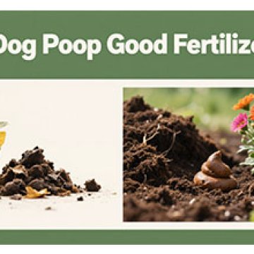 Can Dog Poop Be Used as Fertilizer? Safety Tips & Composting Guide